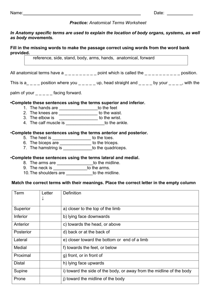 Anatomical Terms Worksheet Anatomical Terms Worksheet