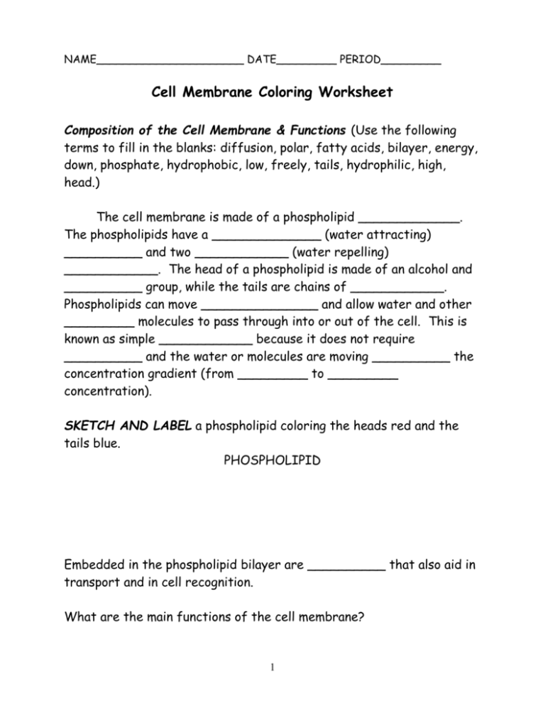 Cell Membrane Coloring Worksheet Cell Membrane Coloring Worksheet