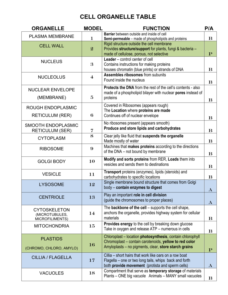 Cells Structure Function Reference Sheet For Teacher