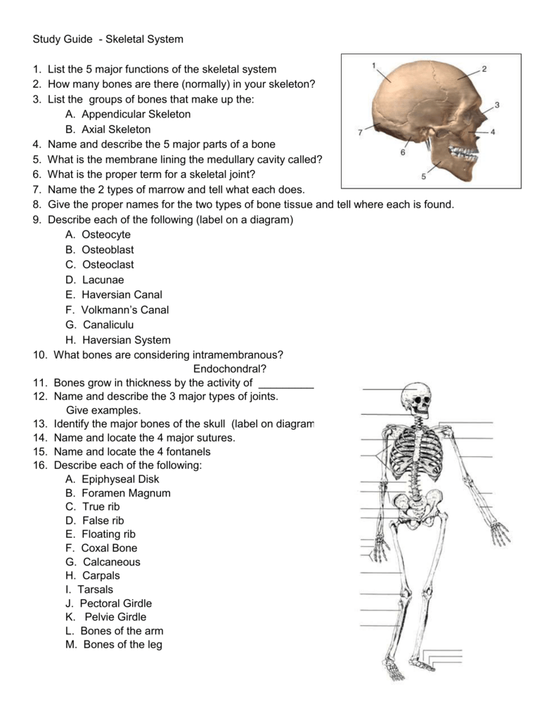 Study Guide Skeletal System