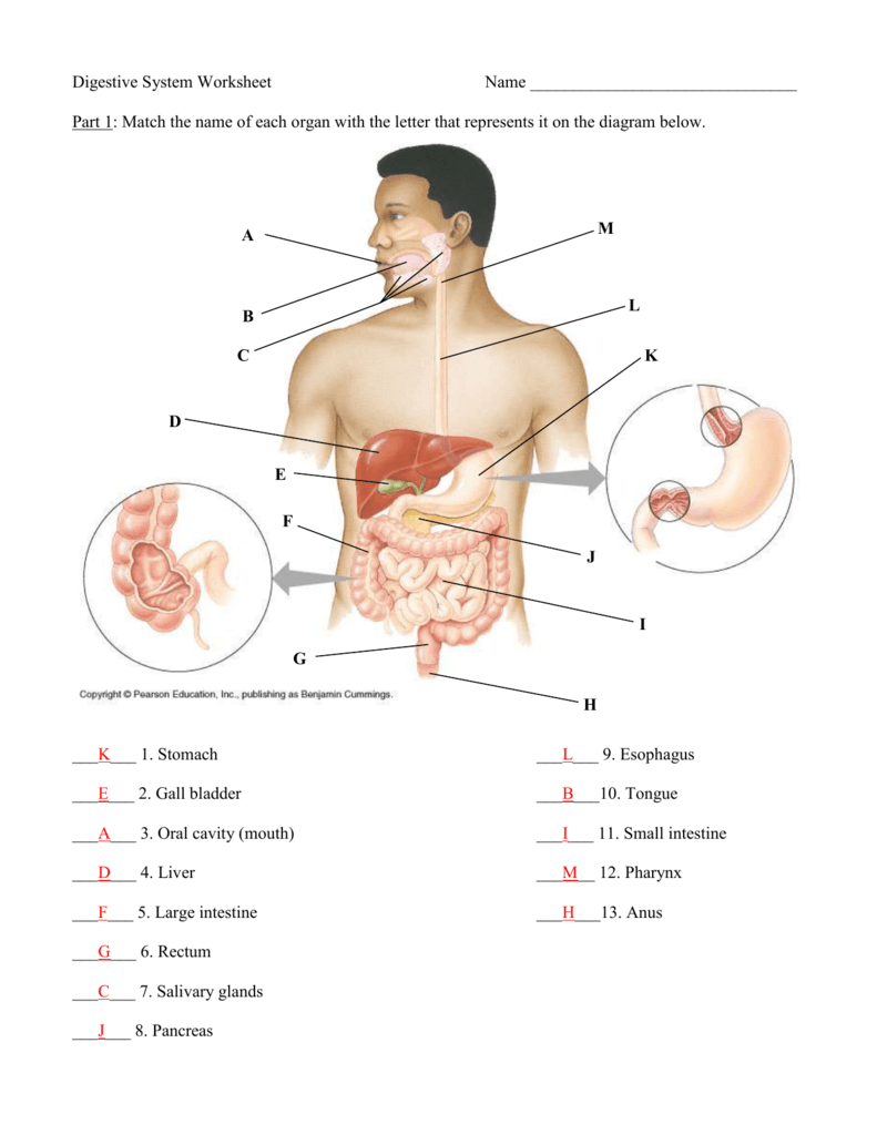 Digestive System Worksheet Answer Key