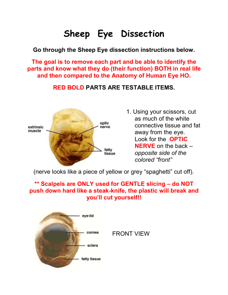 16 Sheep Eye Dissection 17 Sheep Eye Dissection Lab