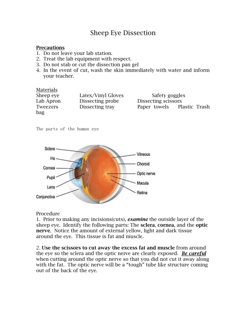 Sheep Eye Dissection