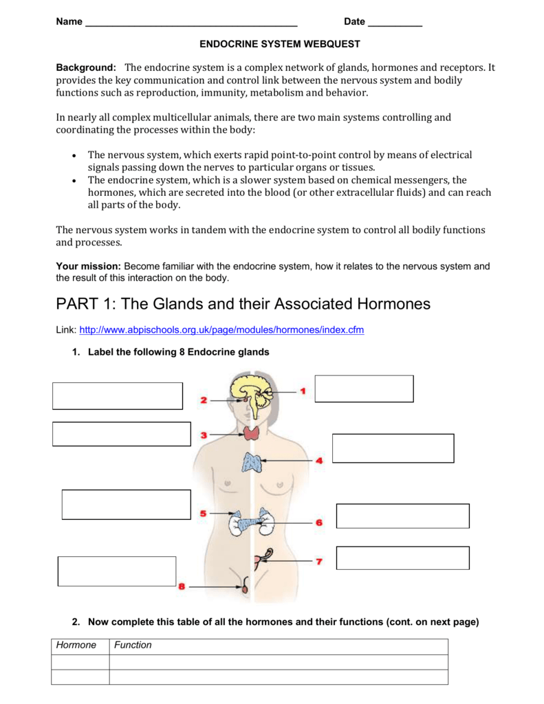 ENDOCRINE SYSTEM WEBQUEST