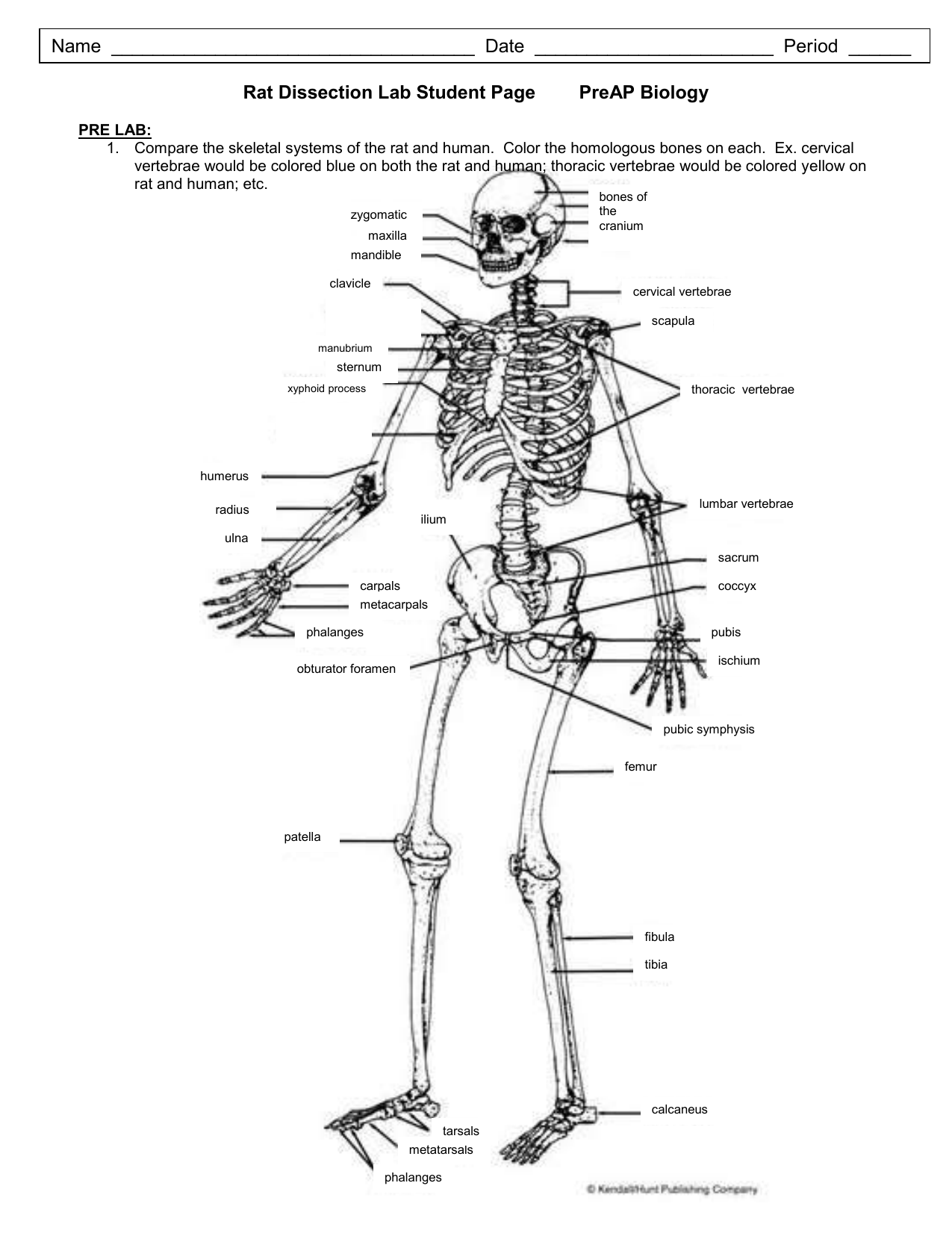 Rat Dissection Lab Student Page Rat Dissection Lab Student Page