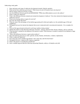 Embryo Clay Model Answers