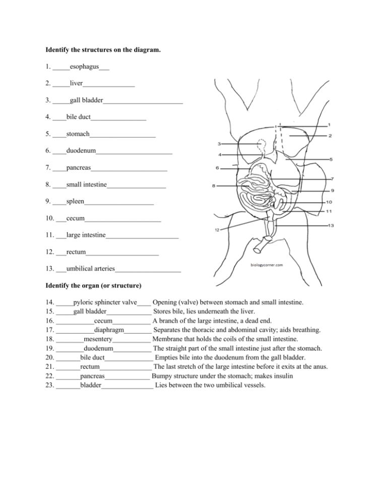 Fetal Pig Review Cont d KEY OG