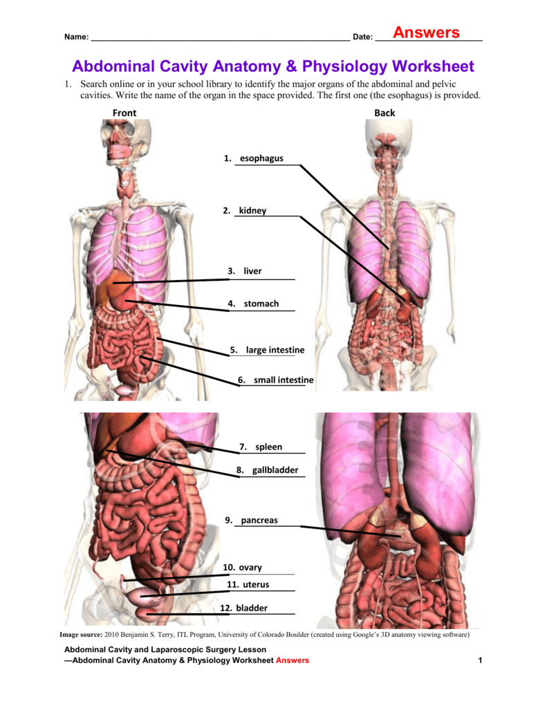 Abdominal Cavity Anatomy Physiology Worksheet Answers Abdominal Cavity Anatomy Physiology Worksheet Answers
