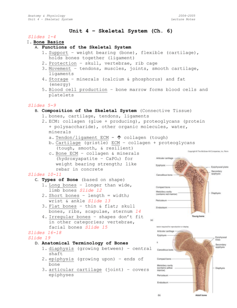 Ch 6 Lecture Notes Skeletal System