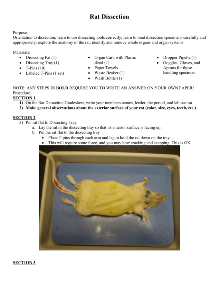 Rat Dissection