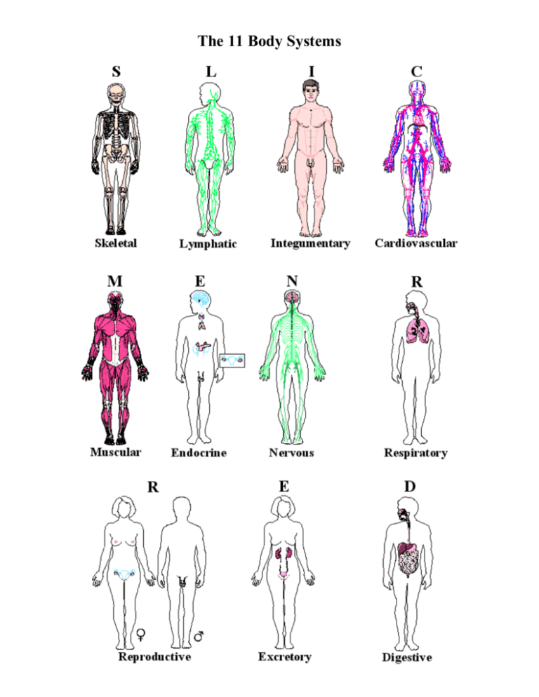 The 11 Body Systems