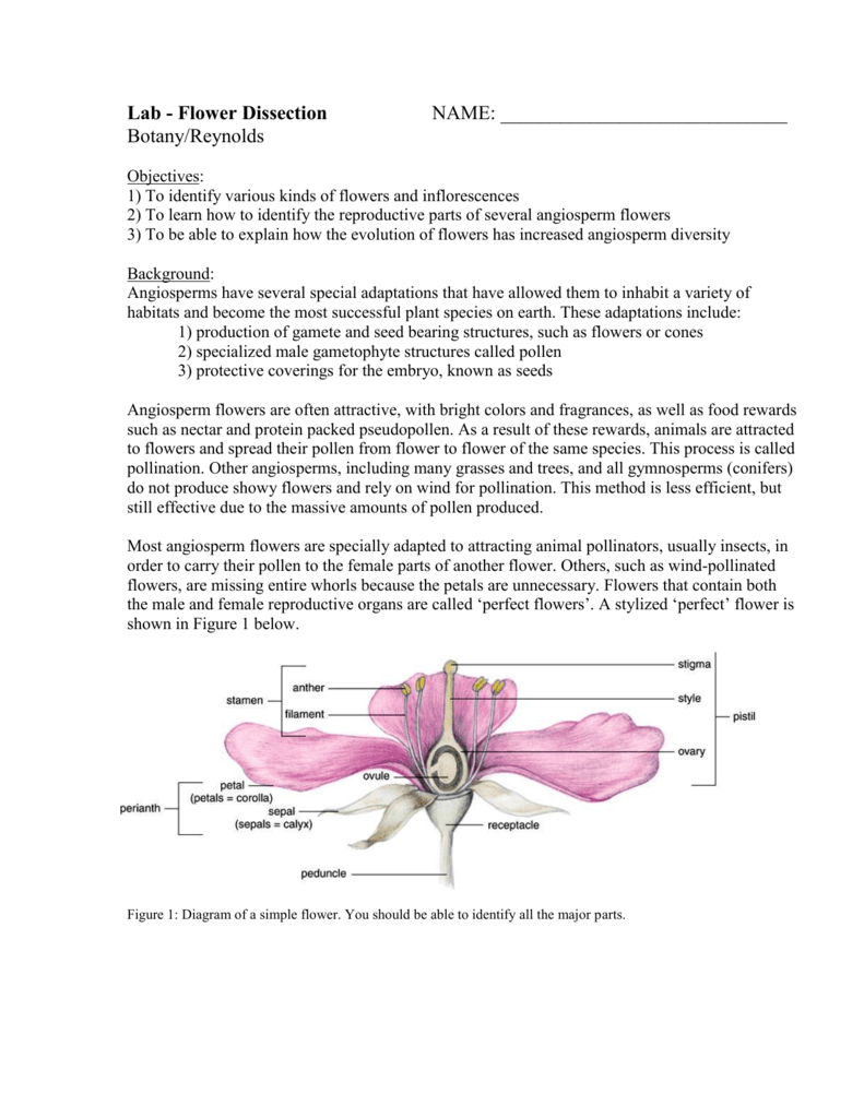 Flower Dissection