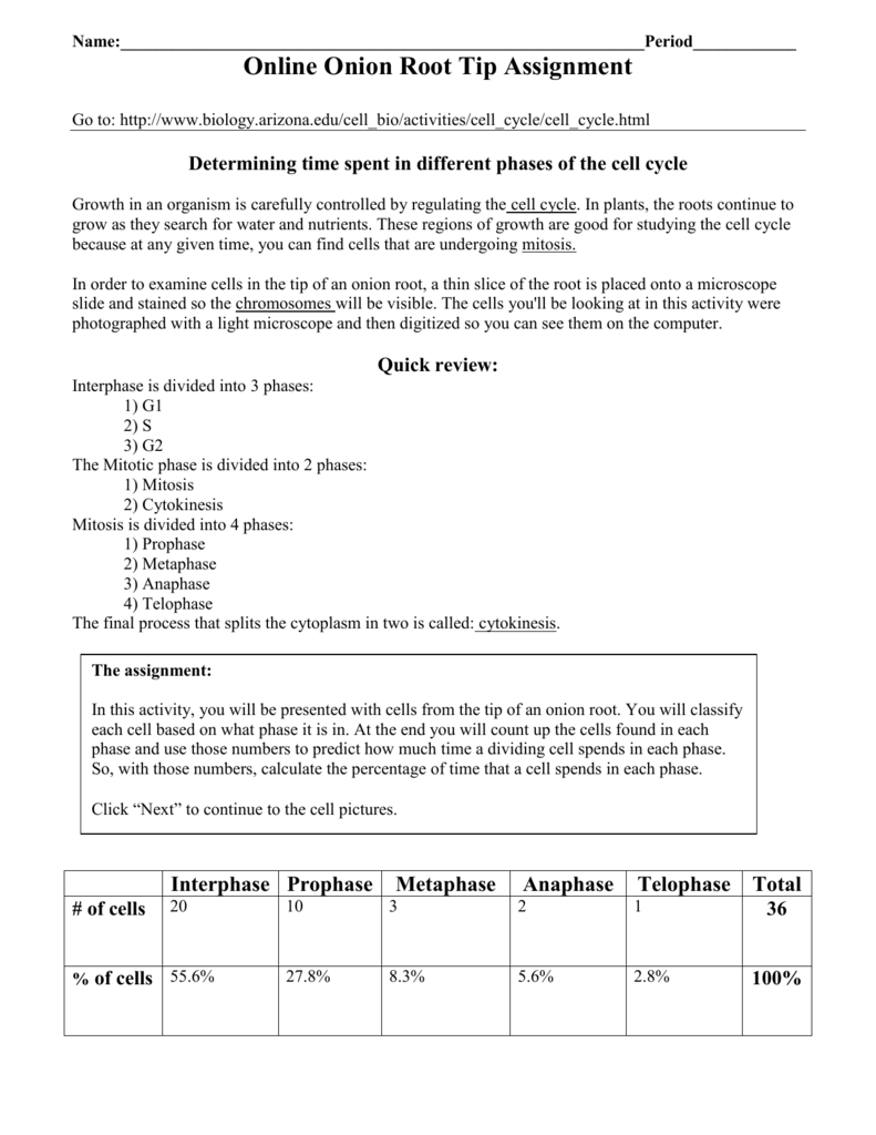 Onion Cell Mitosis Worksheet Answers