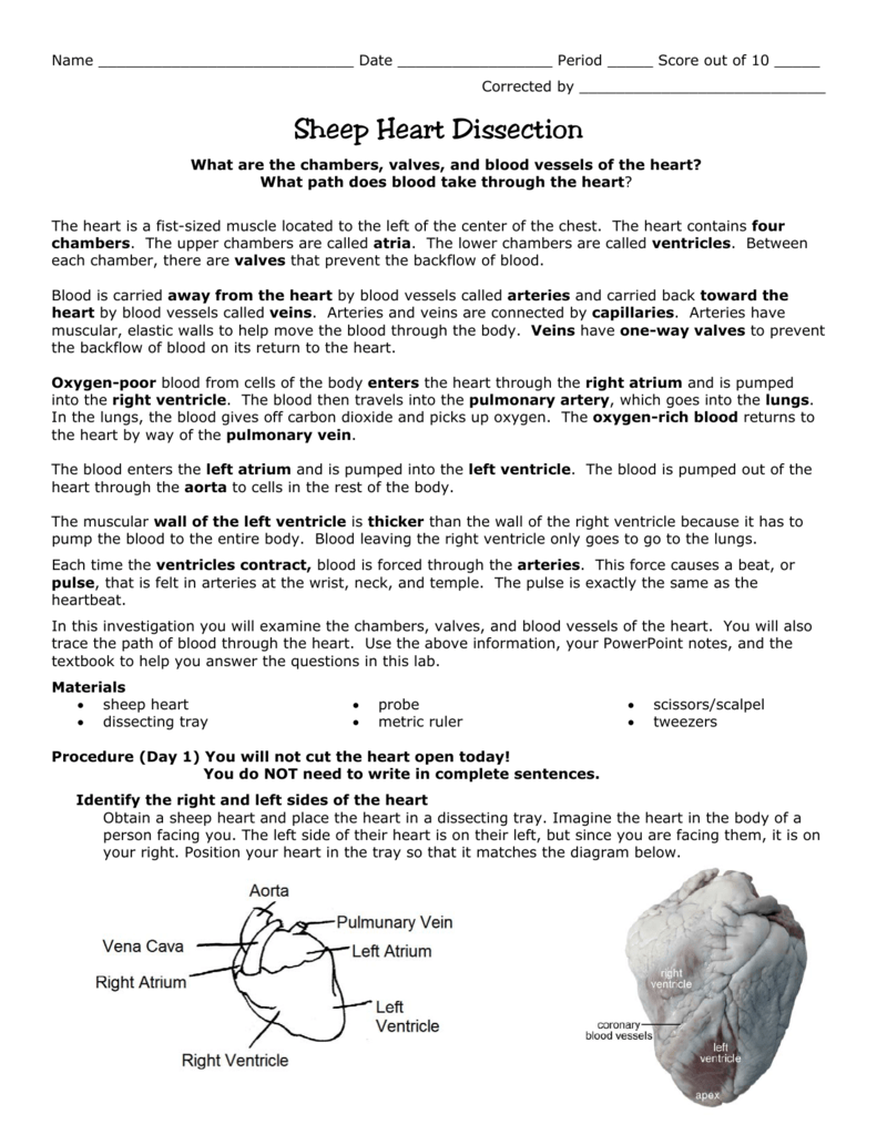 Sheep Heart Dissection Lab Worksheet Printable Word Searches