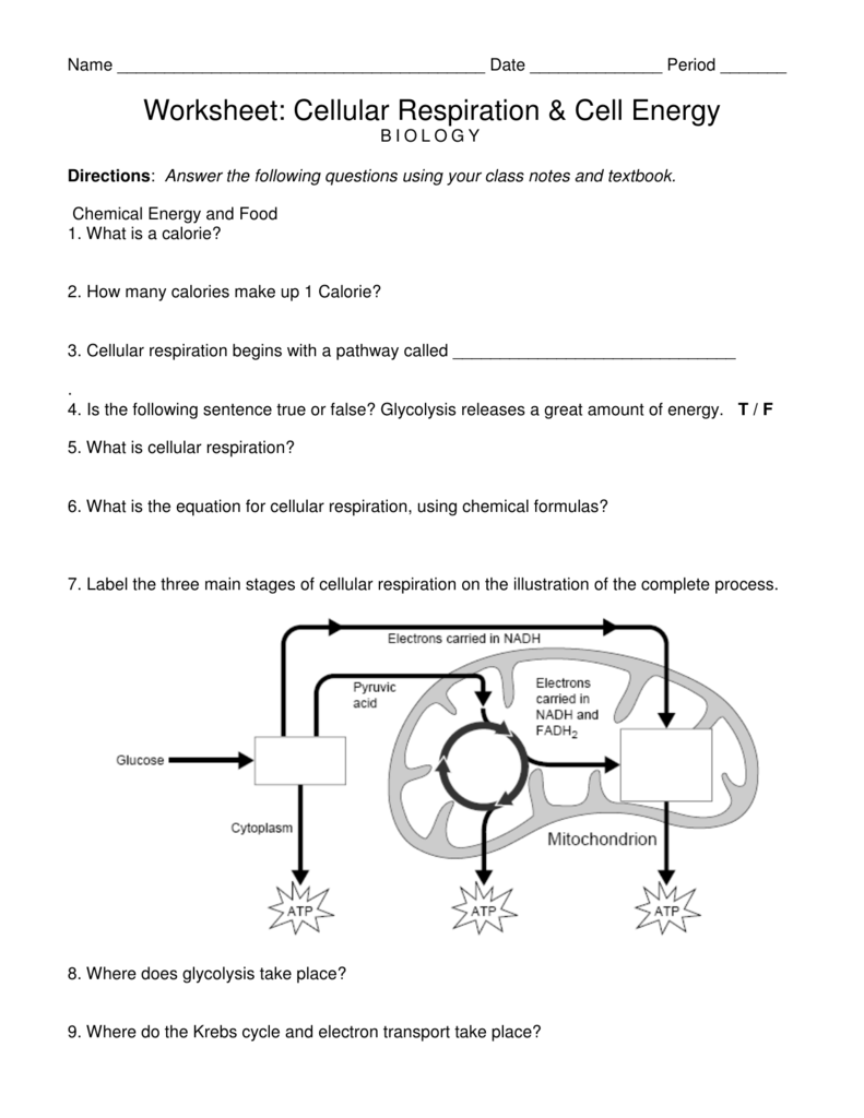 Worksheet Cellular Respiration And Cell Energy Worksheet Cellular Respiration And Cell Energy