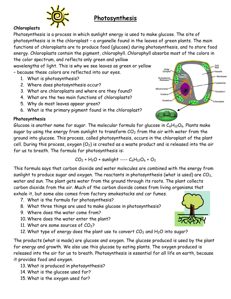 Photosynthesis Review Worksheet