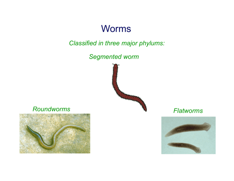 Roundworms Flatworms Segmented Worm