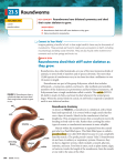 Roundworms: Anatomy, Molting, and Parasitic Types