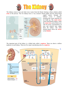 kidney and nephron diagram key - Westgate Mennonite Collegiate
