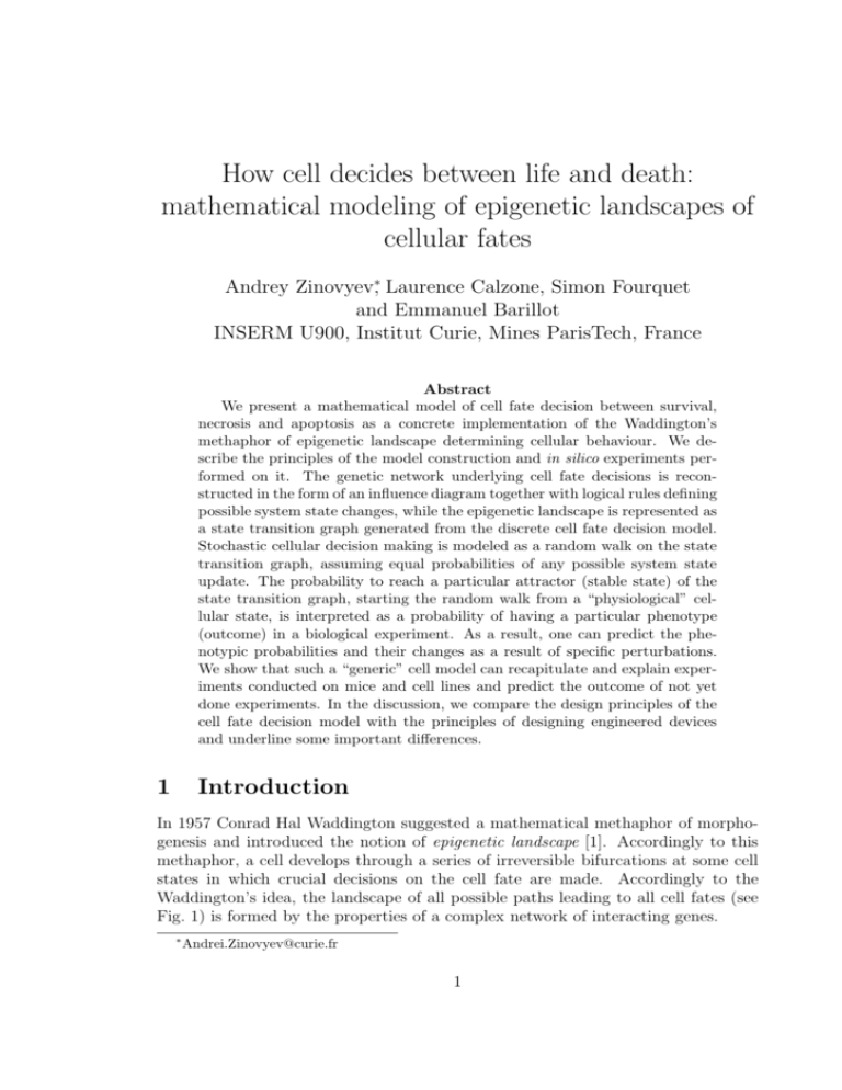 How cell decides between life and death: mathematical