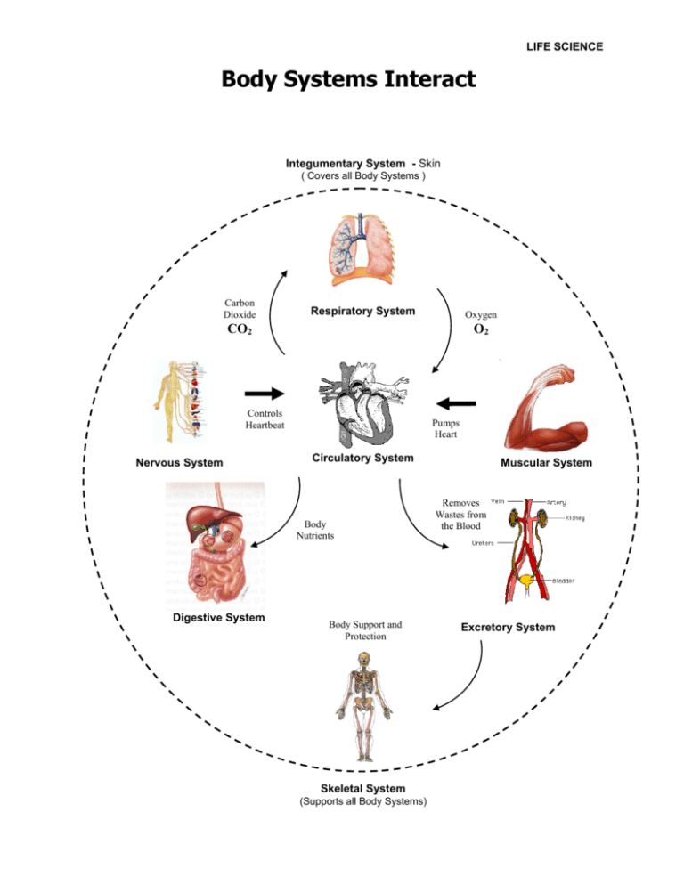 Body Systems Interact Body Systems Interact