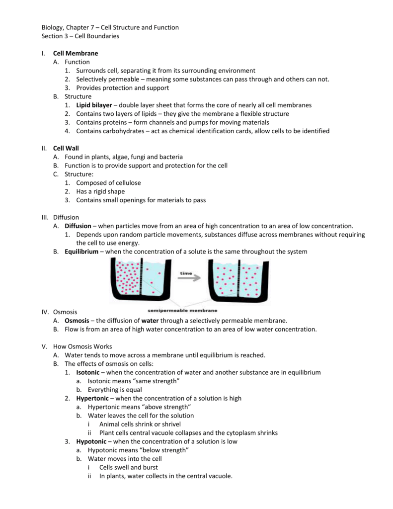 Biology Chapter 7 Cell Structure And Function Section 3 Cell