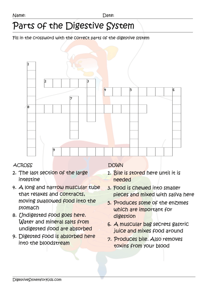 Parts Of The Digestive System Crossword Parts Of The Digestive System Crossword