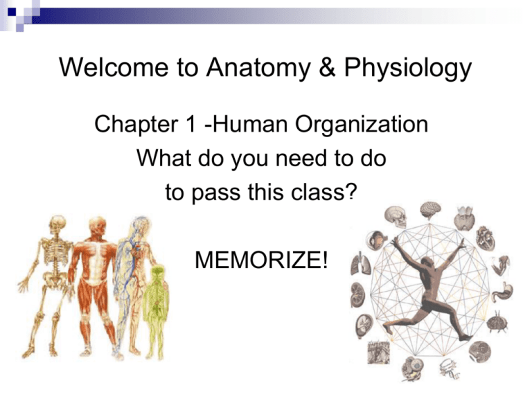 Intro To Anatomy