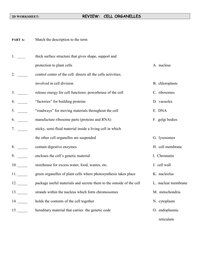 REVIEW CELL ORGANELLES Match The Description To The Term REVIEW CELL ORGANELLES Match The Description To The Term
