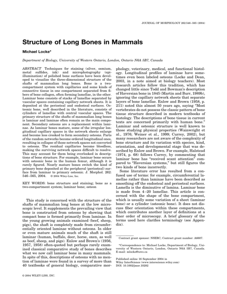 Structure Of Long Bones In Mammals