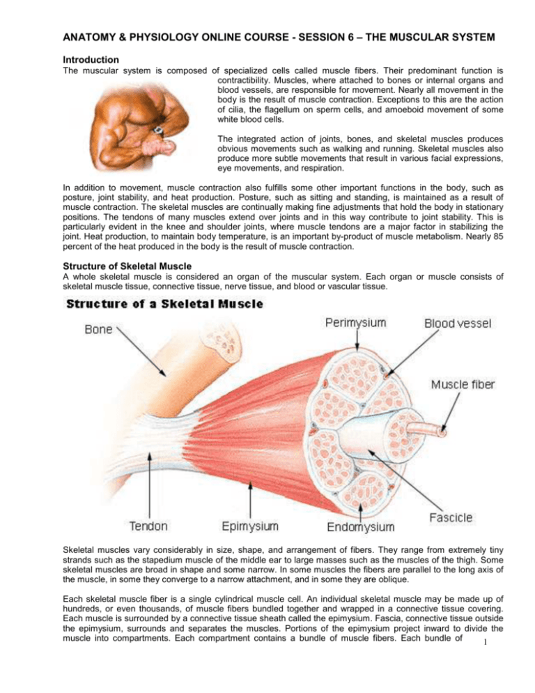 Anatomy Physiology Online Course Anatomy Physiology Online Course