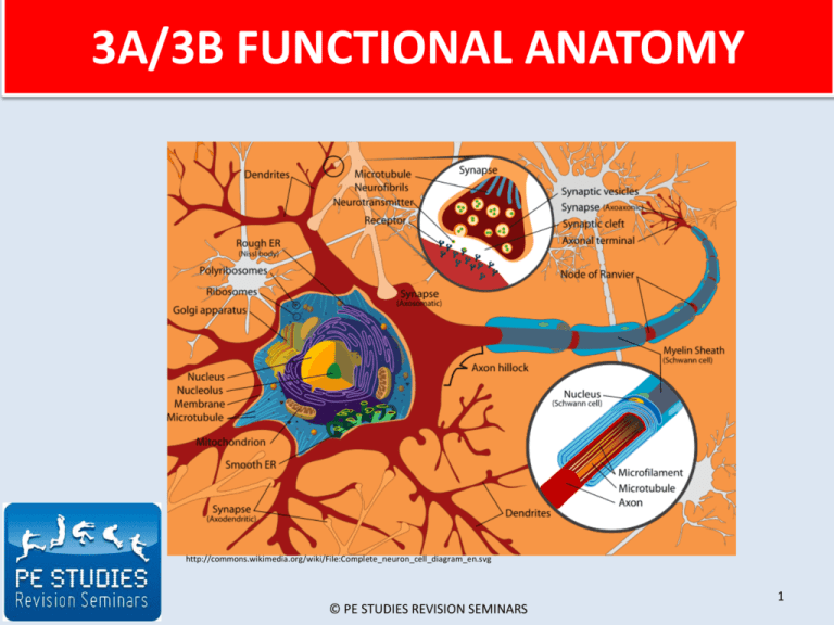 Functional Anatomy PE Studies Revision Seminars Functional Anatomy PE Studies Revision Seminars