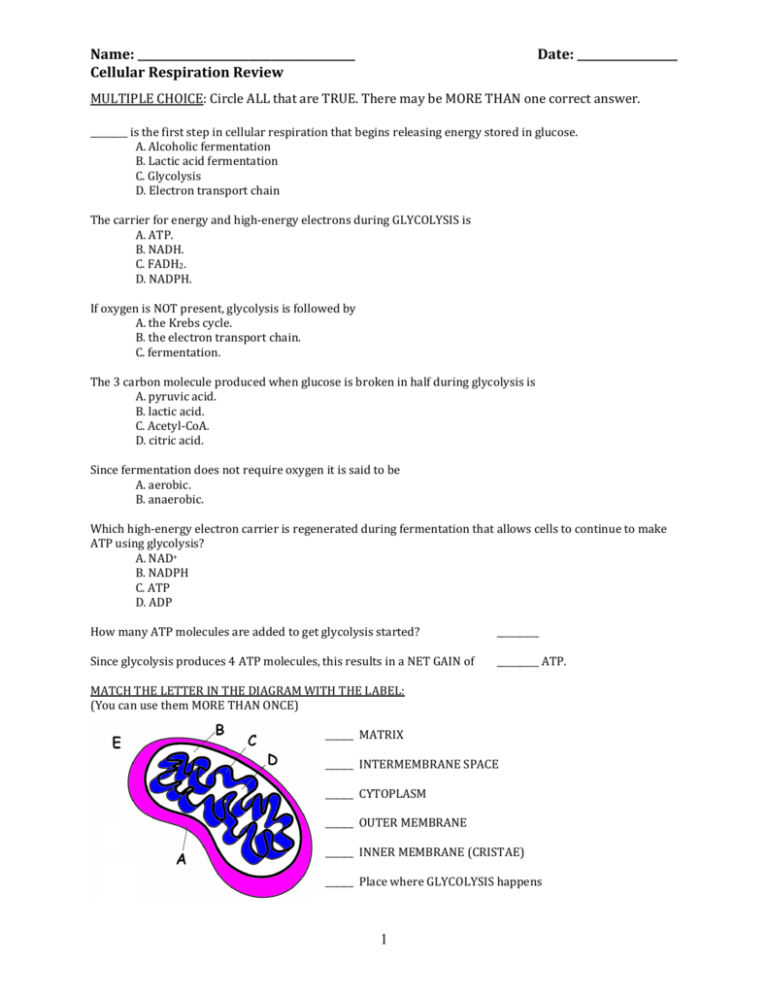 Cellular Respiration Review Worksheet Cellular Respiration Review Worksheet