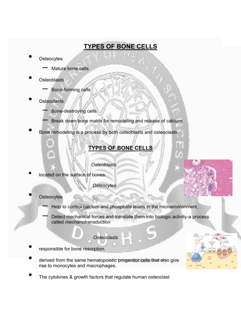 TYPES OF BONE CELLS