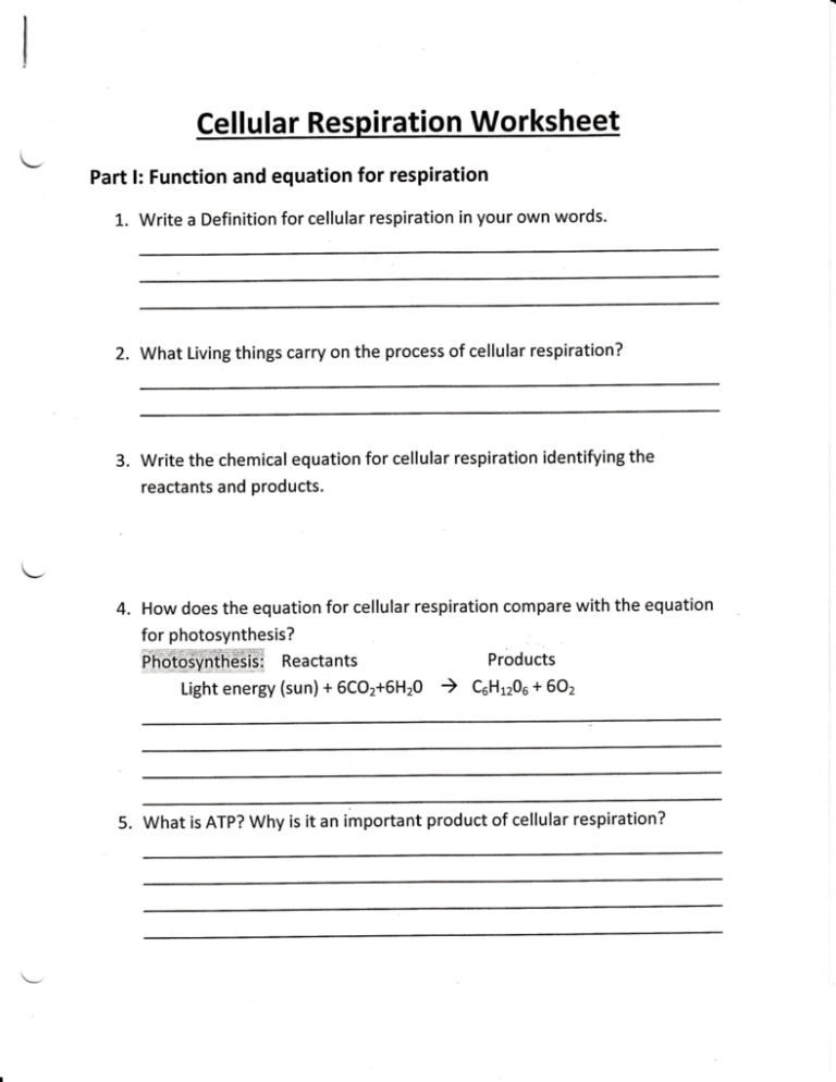 Cellular Respiration Worksheet