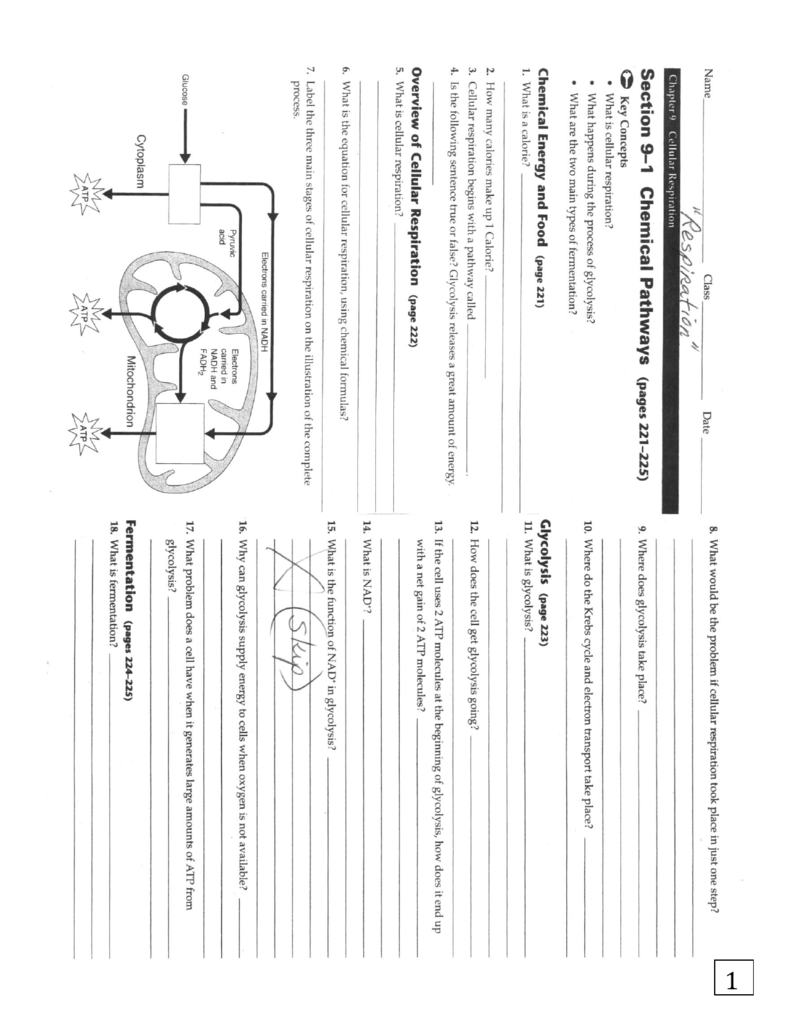 PACKET Respiration 2014 15 