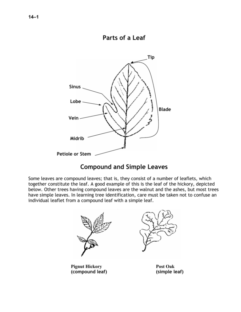 Parts Of A Leaf Compound And Simple Leaves