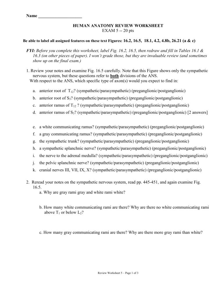 HUMAN ANATOMY REVIEW WORKSHEET EXAM 5 HUMAN ANATOMY REVIEW WORKSHEET EXAM 5