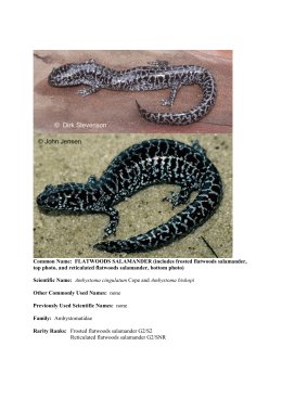 Salamander Dichotomous Key