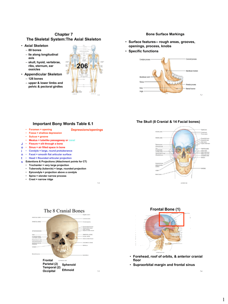 The 8 Cranial Bones The 8 Cranial Bones