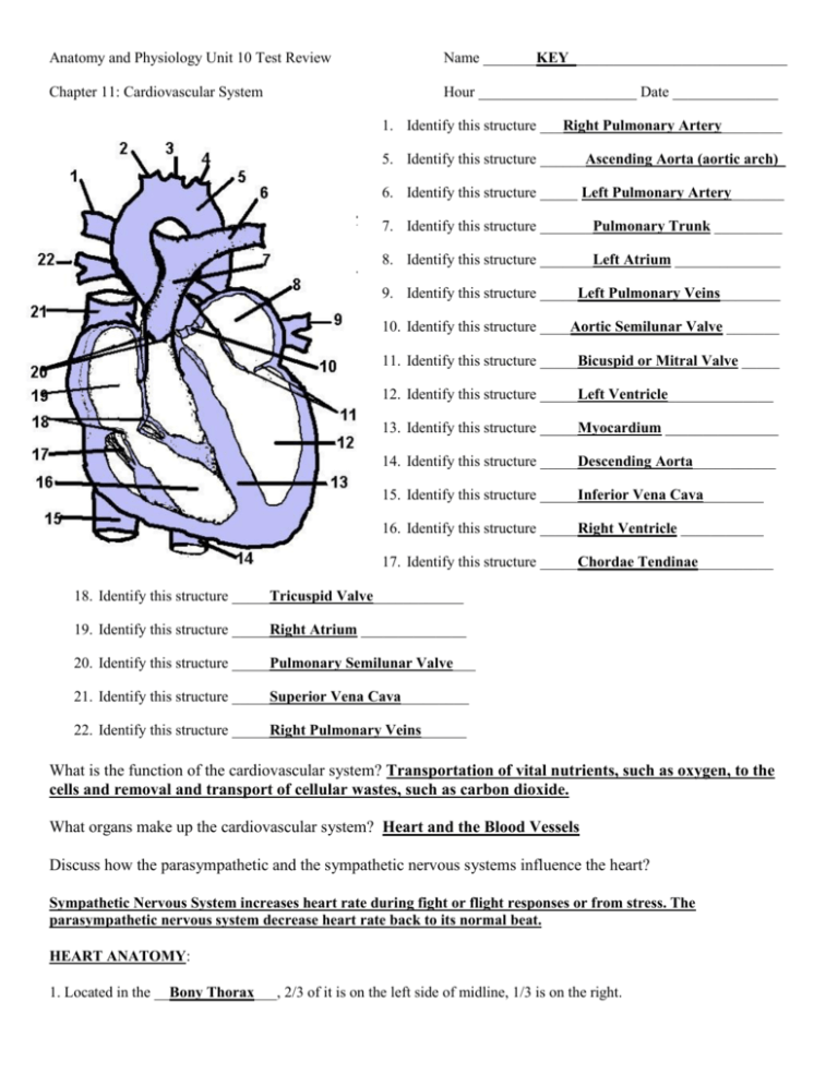 Anatomy And Physiology Unit 11 Test Review Anatomy And Physiology Unit 11 Test Review