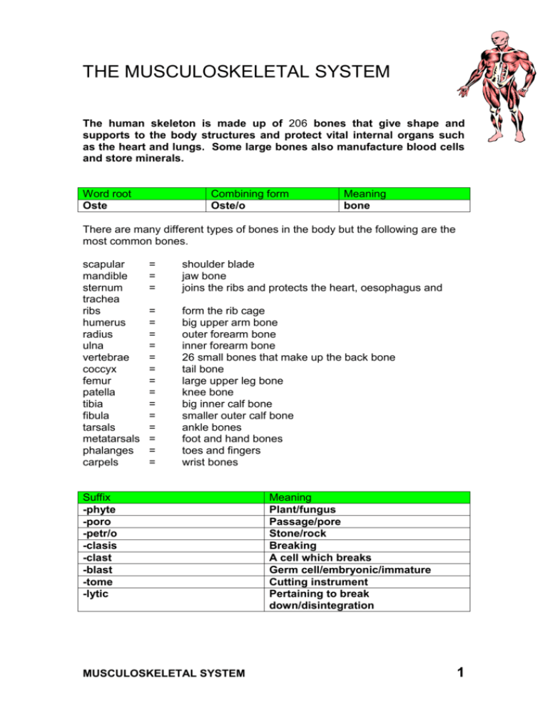 The Musculoskeletal System