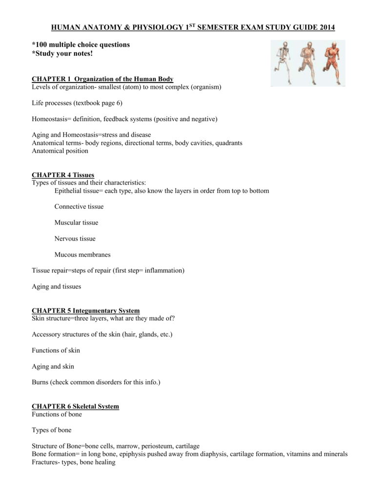 Human Anatomy Physiology 1st Semester Exam Study Guide
