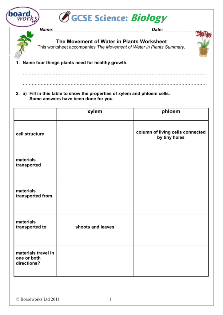 The Movement Of Water In Plants Worksheet The Movement Of Water In Plants Worksheet