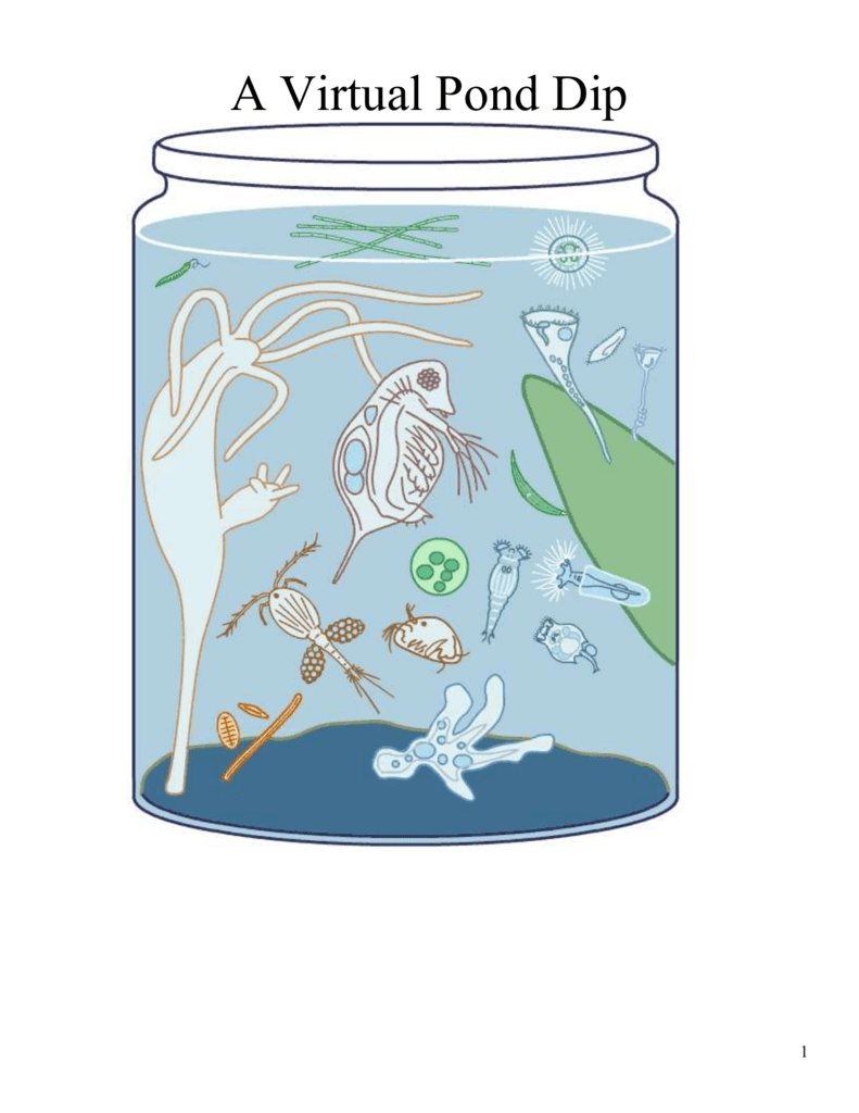 Pond Water Lab