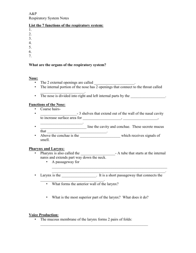 List The 7 Functions Of The Respiratory System List The 7 Functions Of The Respiratory System
