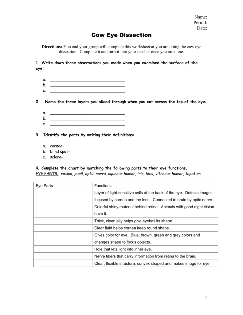 Cow Eye Dissection Worksheet Scaffolded