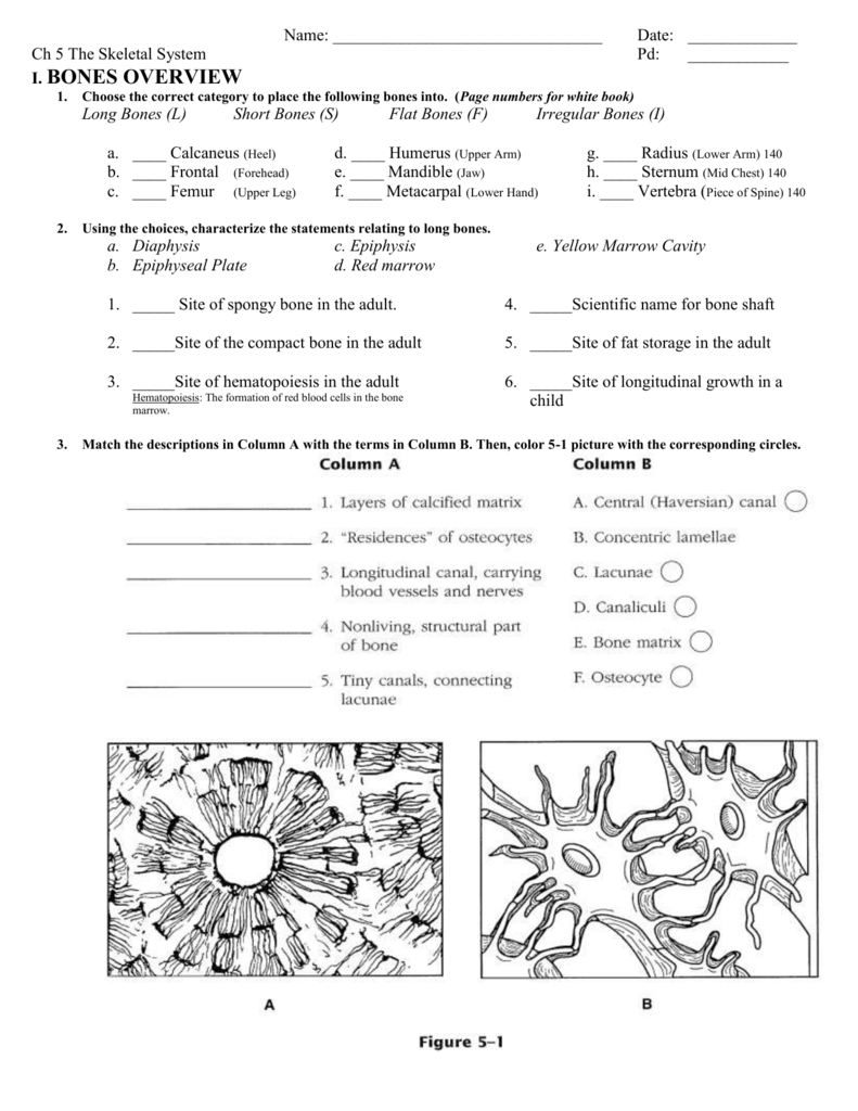 13 Chapter 5 The Skeletal System Answer Key PhoebeAaishah