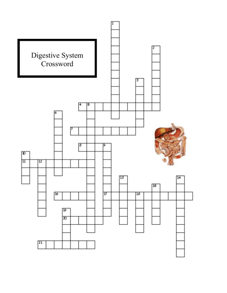 Digestive System Crossword