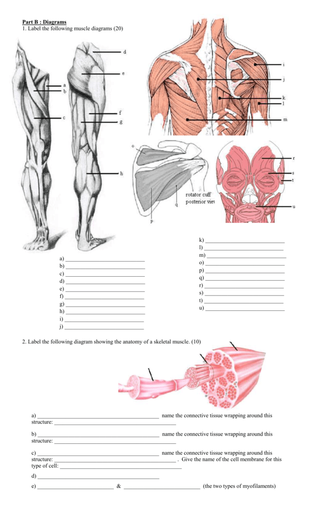 Muscular System Test Muscular System Test
